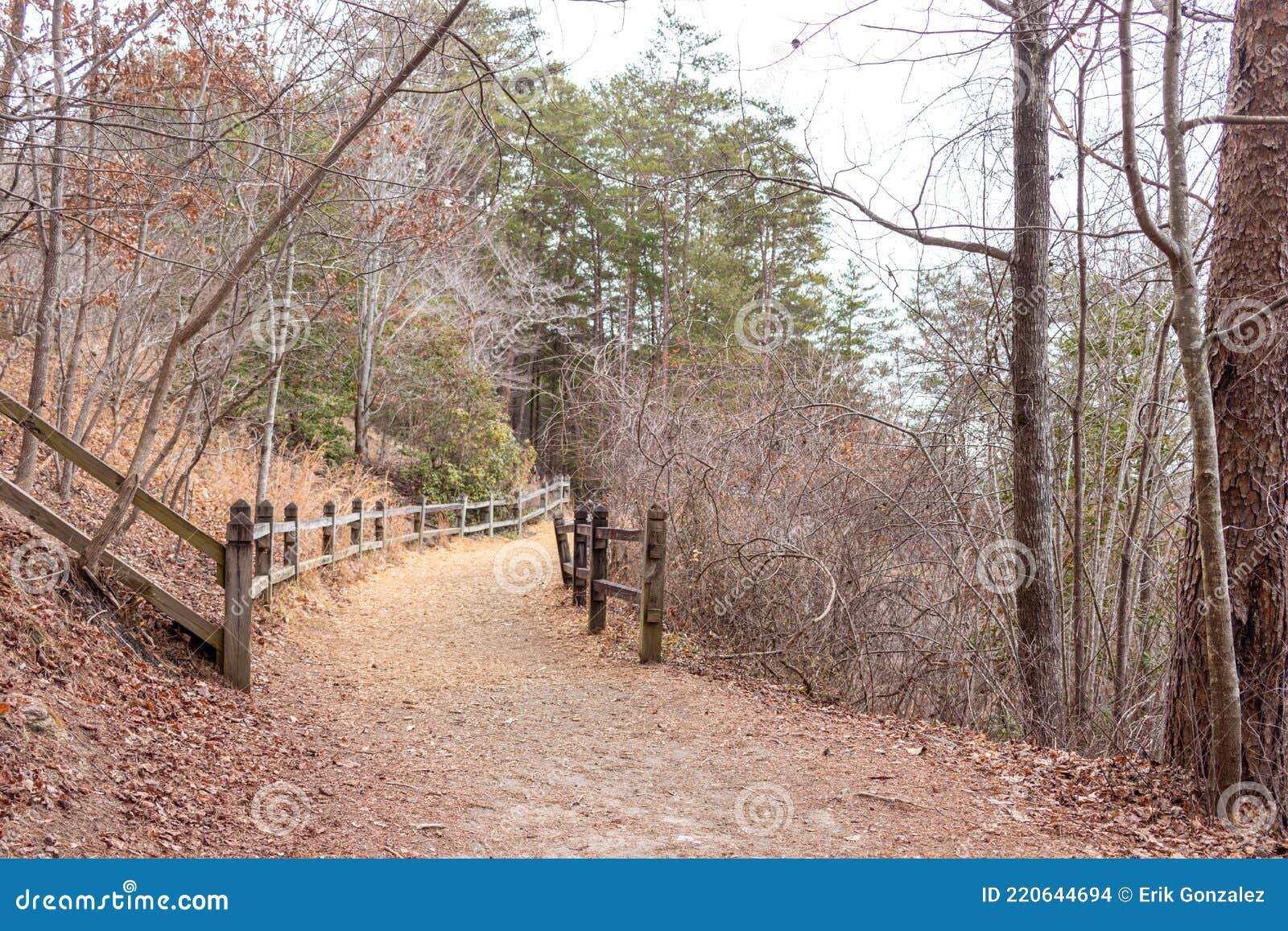 Path Inside the Forest with Wooden Fences Stock Photo - Image of ...