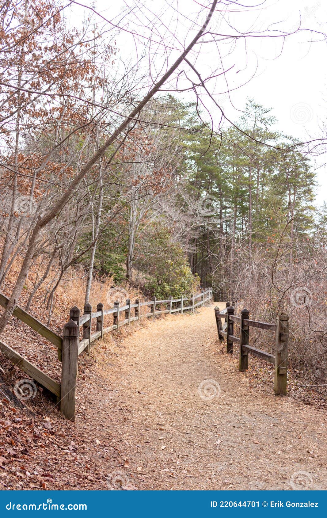 Path Inside the Forest with Wooden Fences Stock Image - Image of field ...