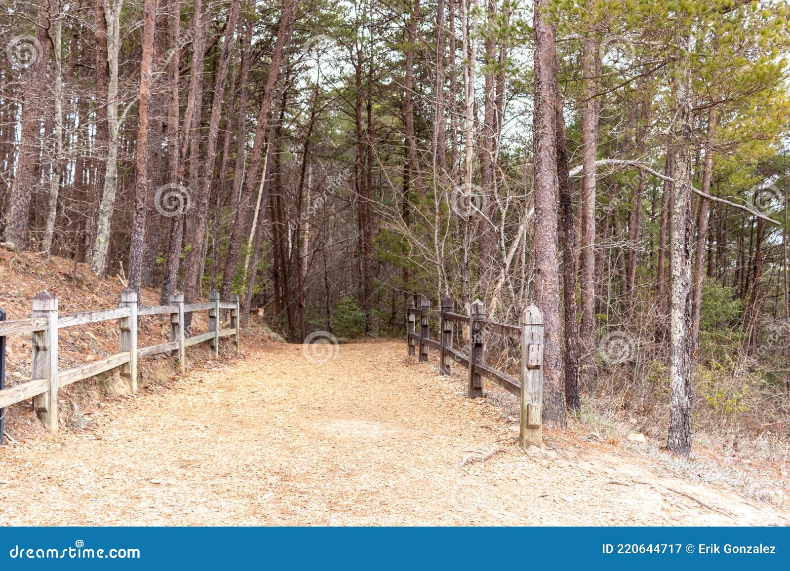 Path Inside the Forest with Wooden Fences Stock Image - Image of ...