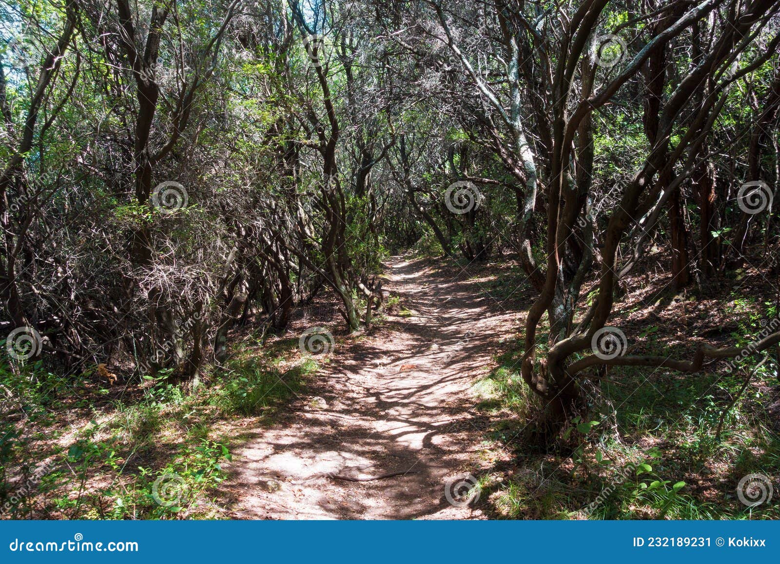 Path Inside the Shadows of the Dense Forest in Erimitis, Corfu, Greece ...