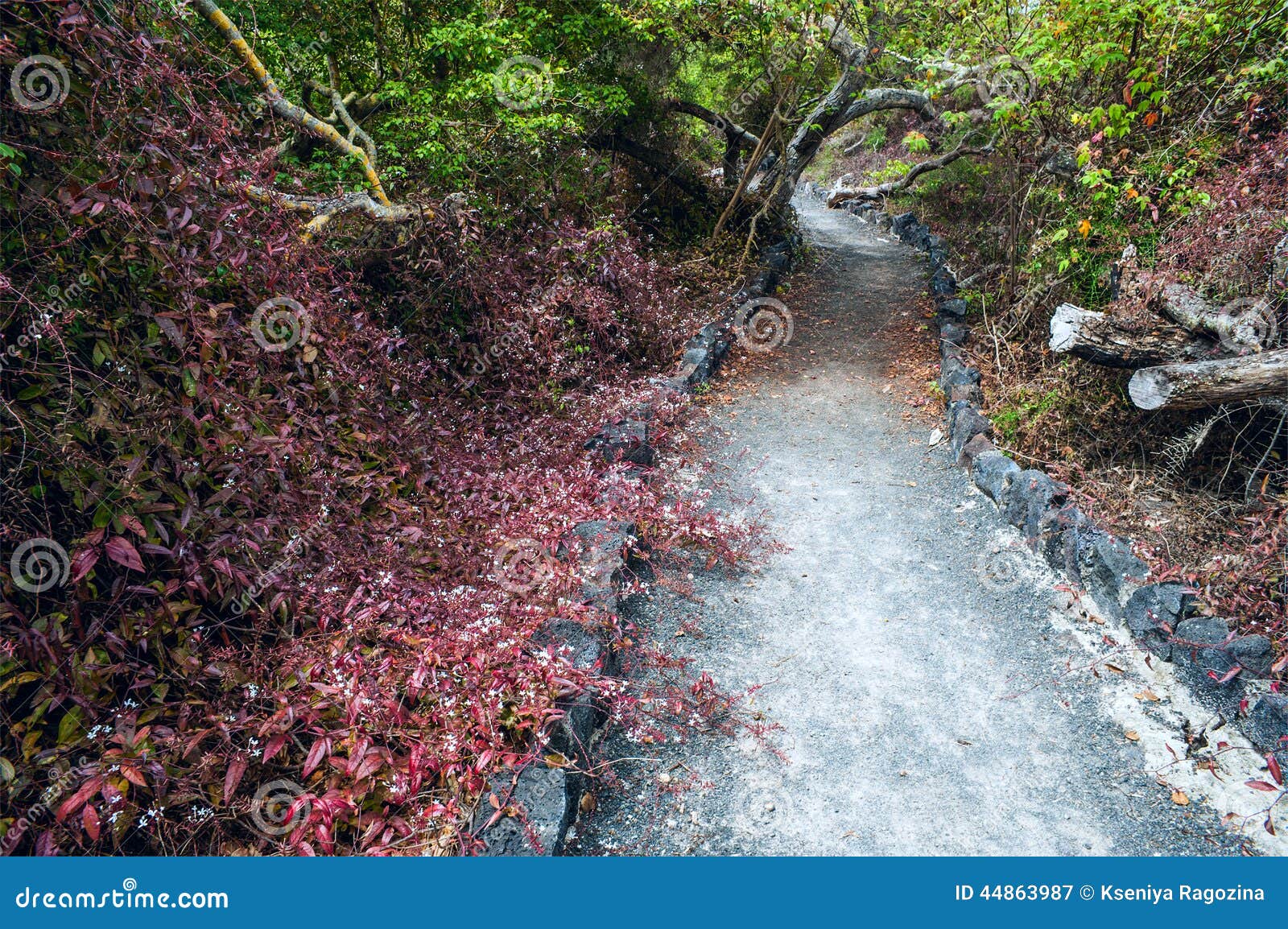 The Path on the Island of Isabela in the Galapagos Stock Image - Image ...
