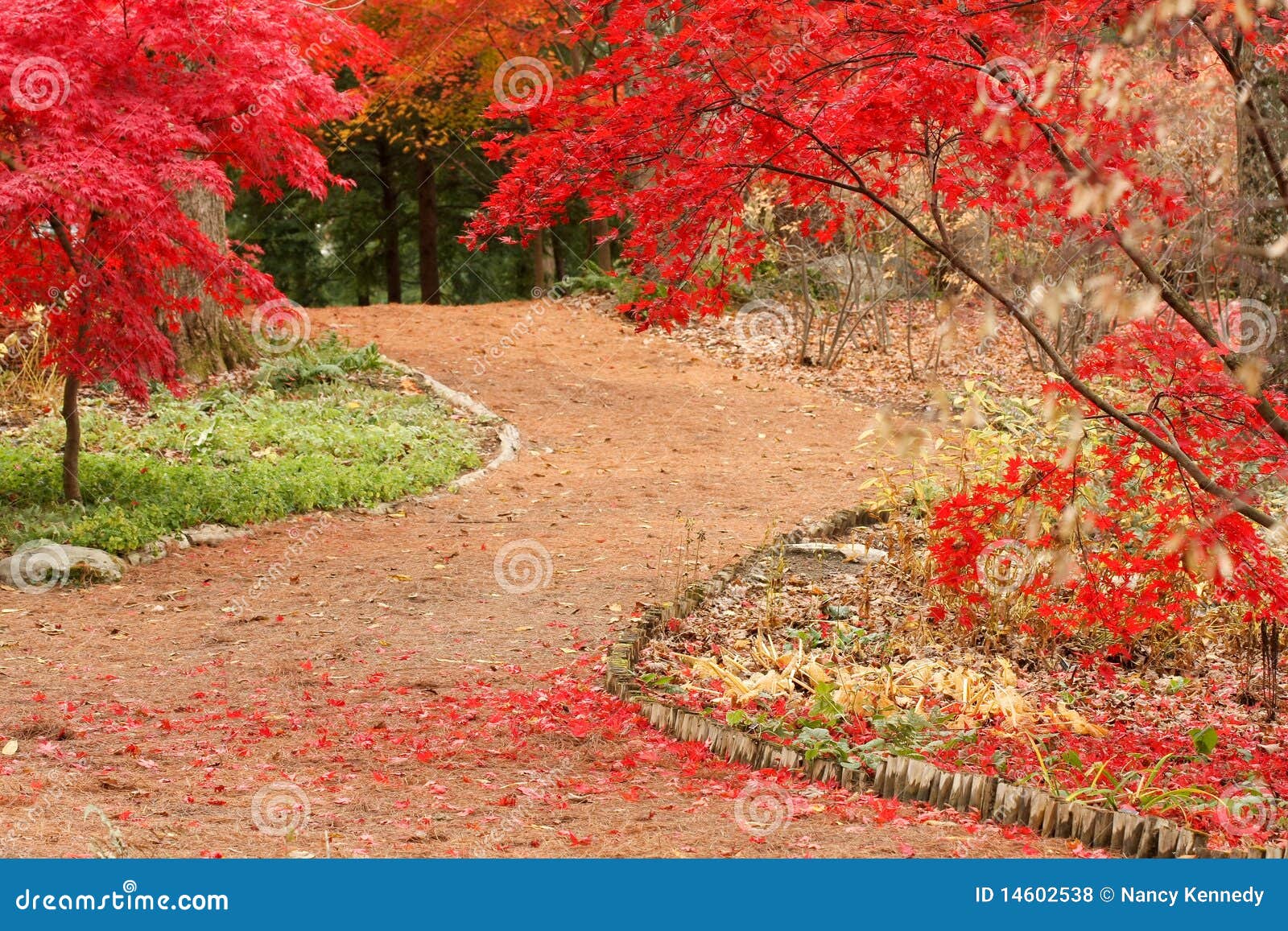 Path and Japanese Maples stock photo. Image of fall, path - 14602538