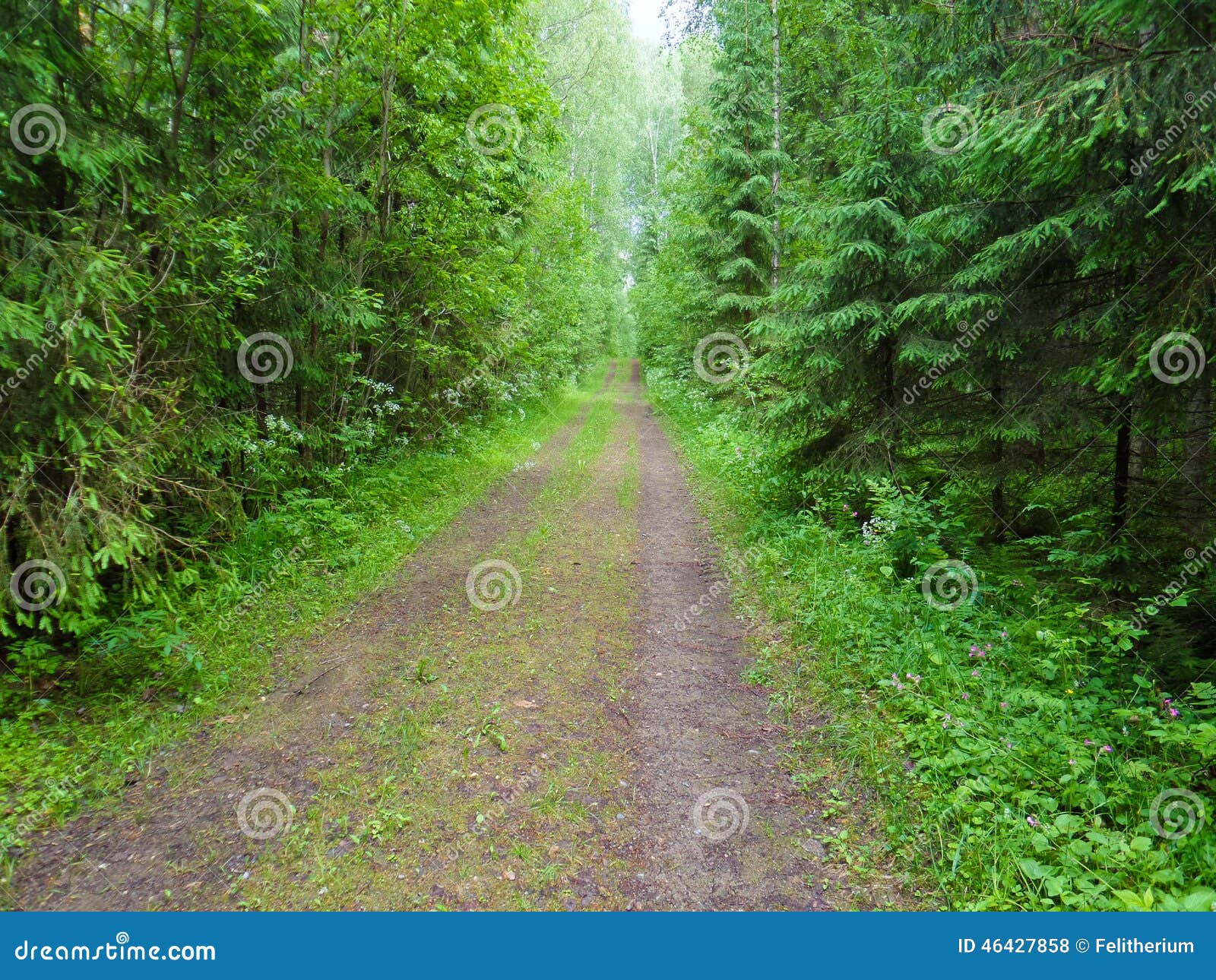 Path stock photo. Image of jogging, path, middle, trees - 46427858