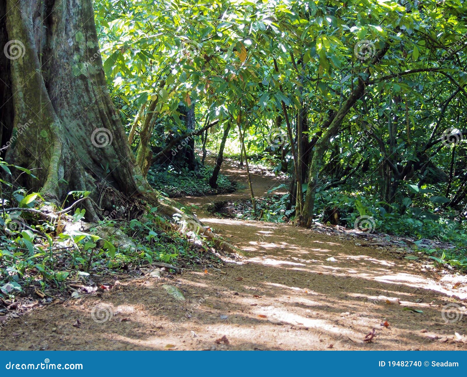 Path in the jungle stock photo. Image of landscape, covered - 19482740