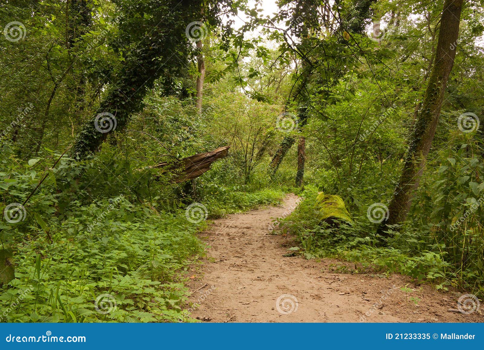 Path of the jungle stock image. Image of oblique, summer - 21233335