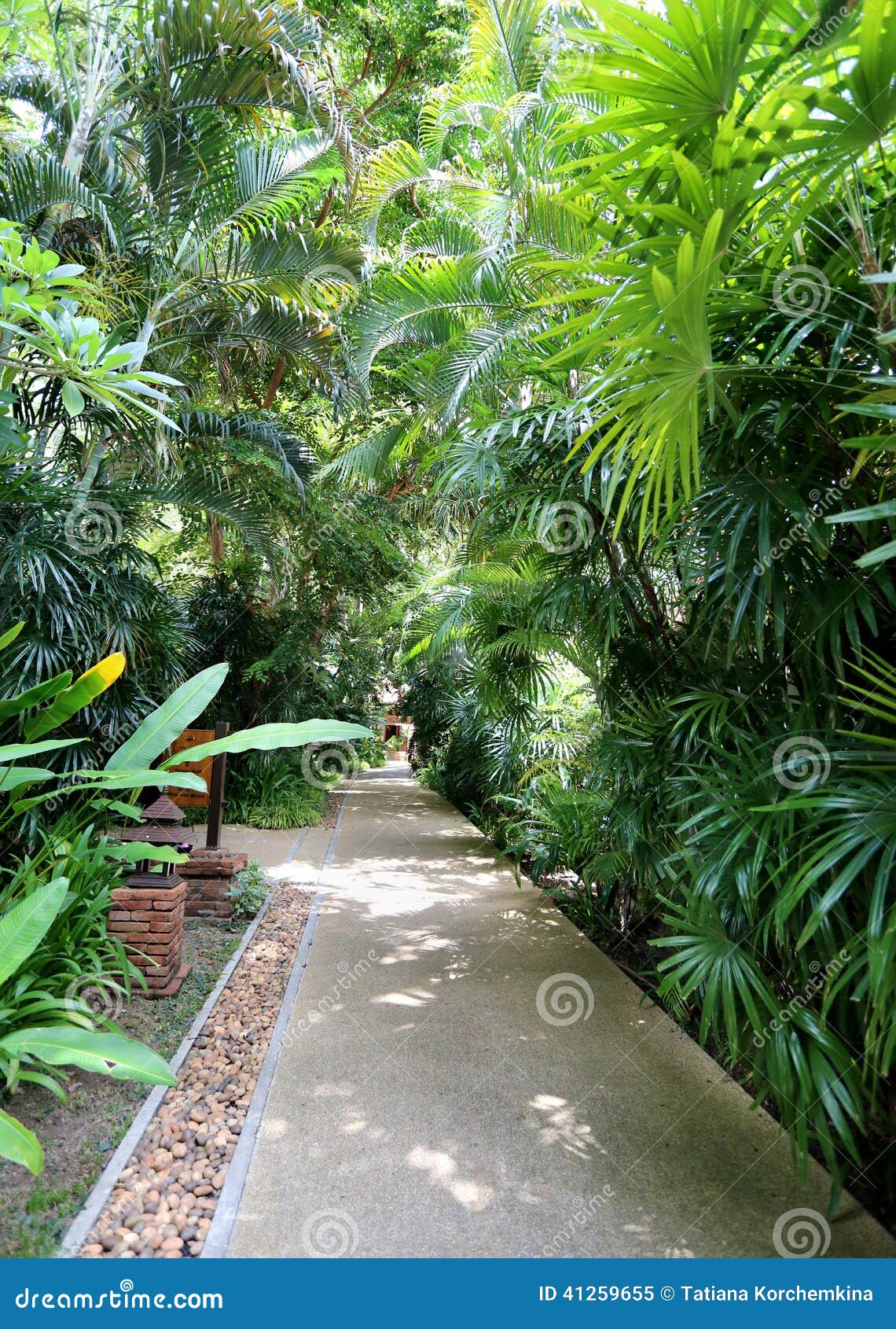 Path in the jungle stock image. Image of forest, leaves - 41259655