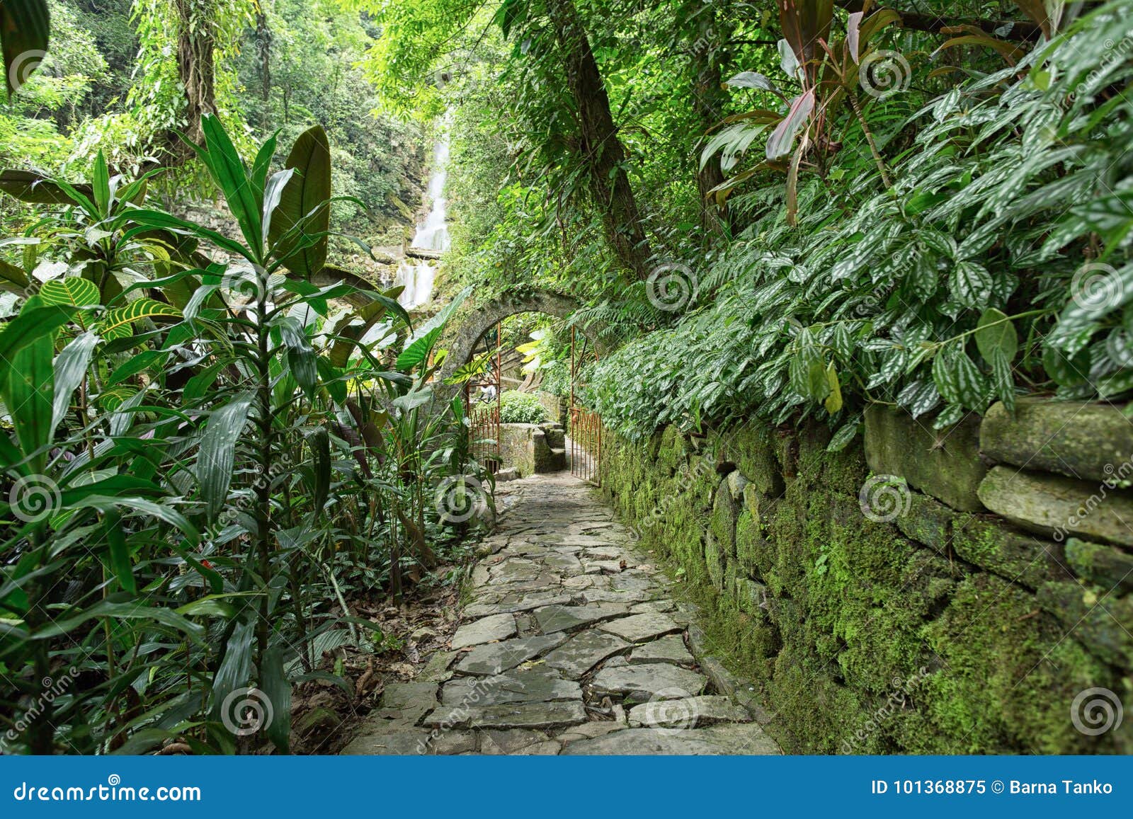 Path in the jungle stock image. Image of pozas, structure - 101368875