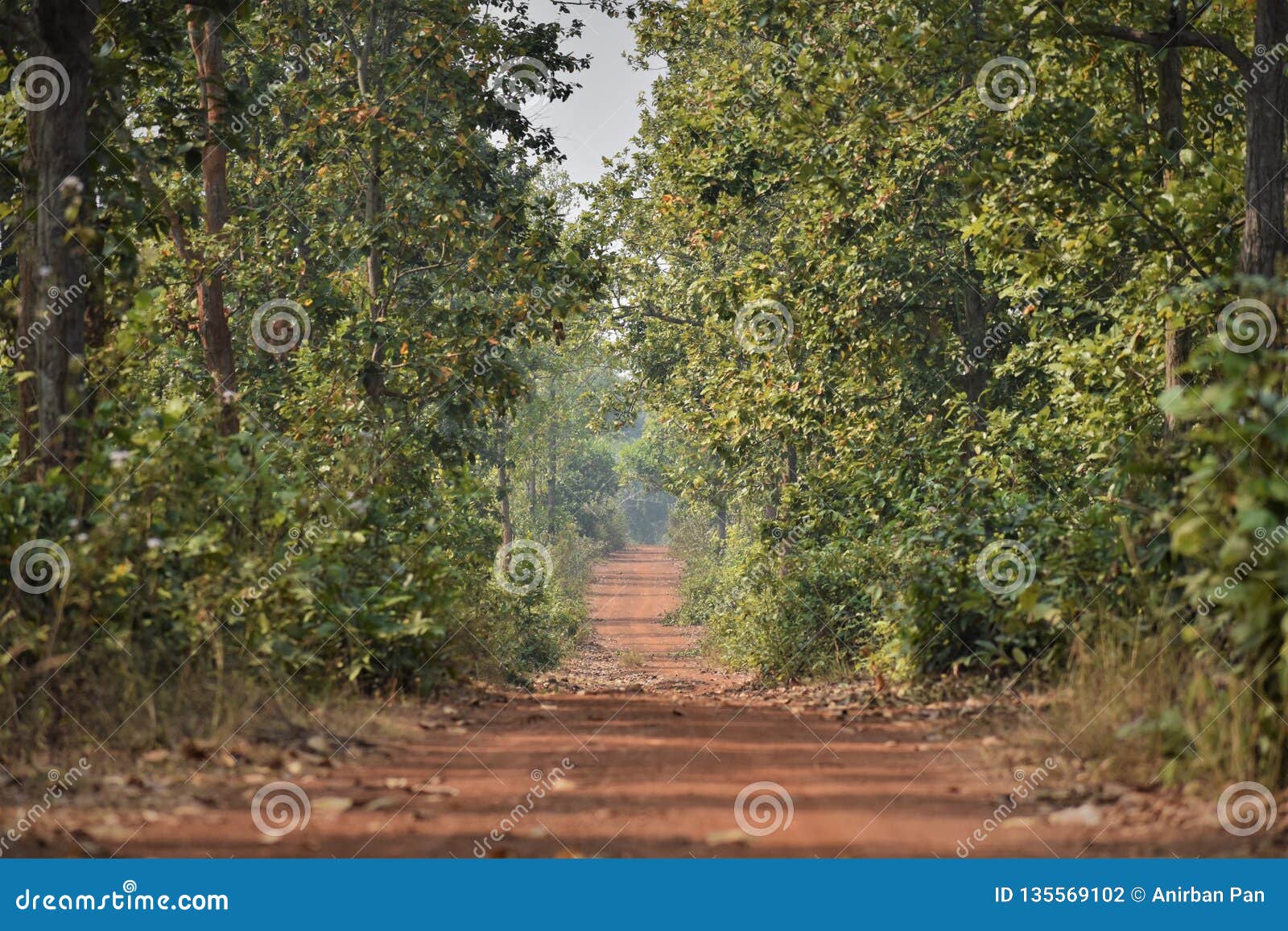 The path in the jungle stock photo. Image of dusty, photochallenge ...