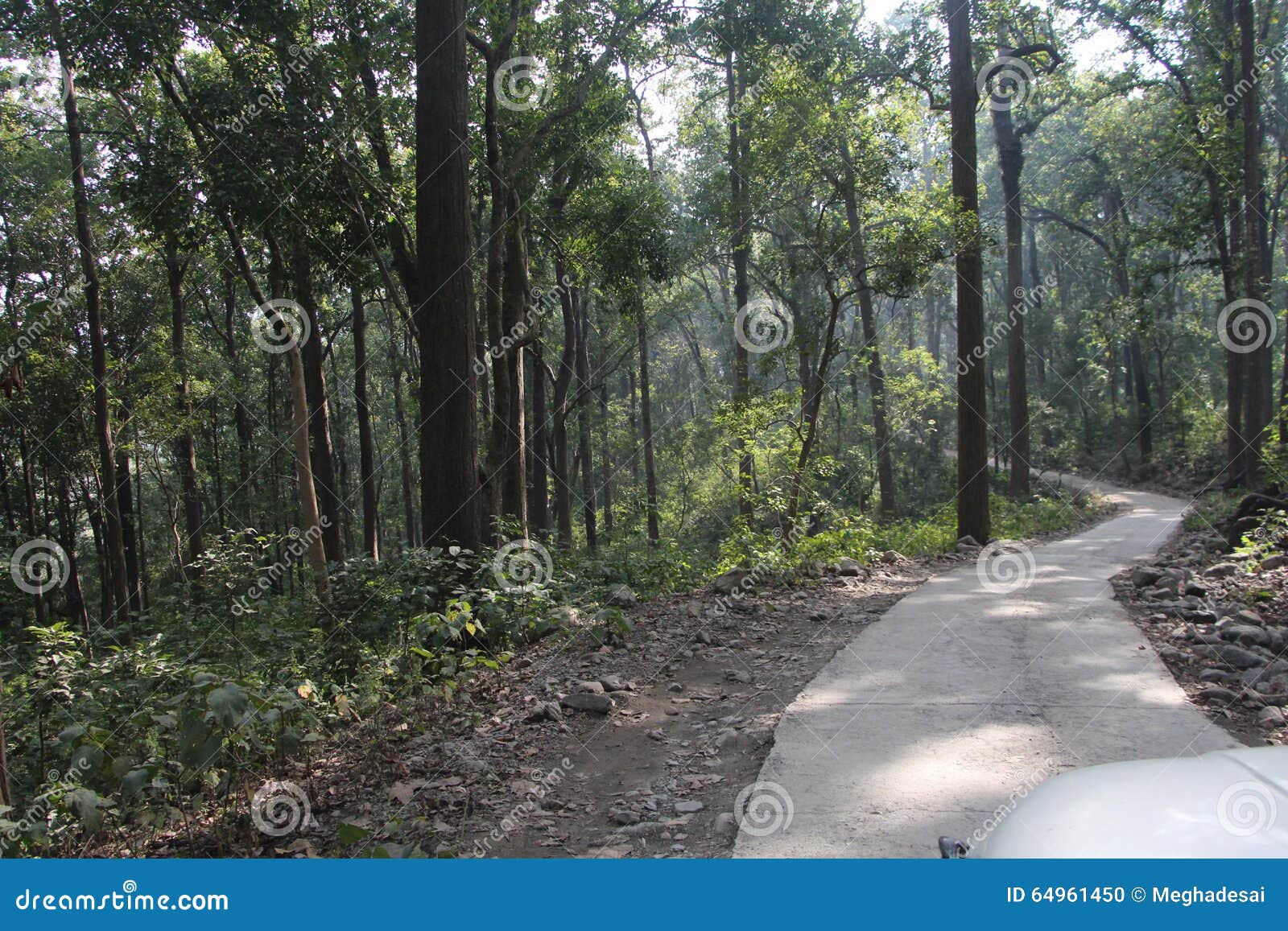 Path in the Jungle stock photo. Image of lost, scenery - 64961450