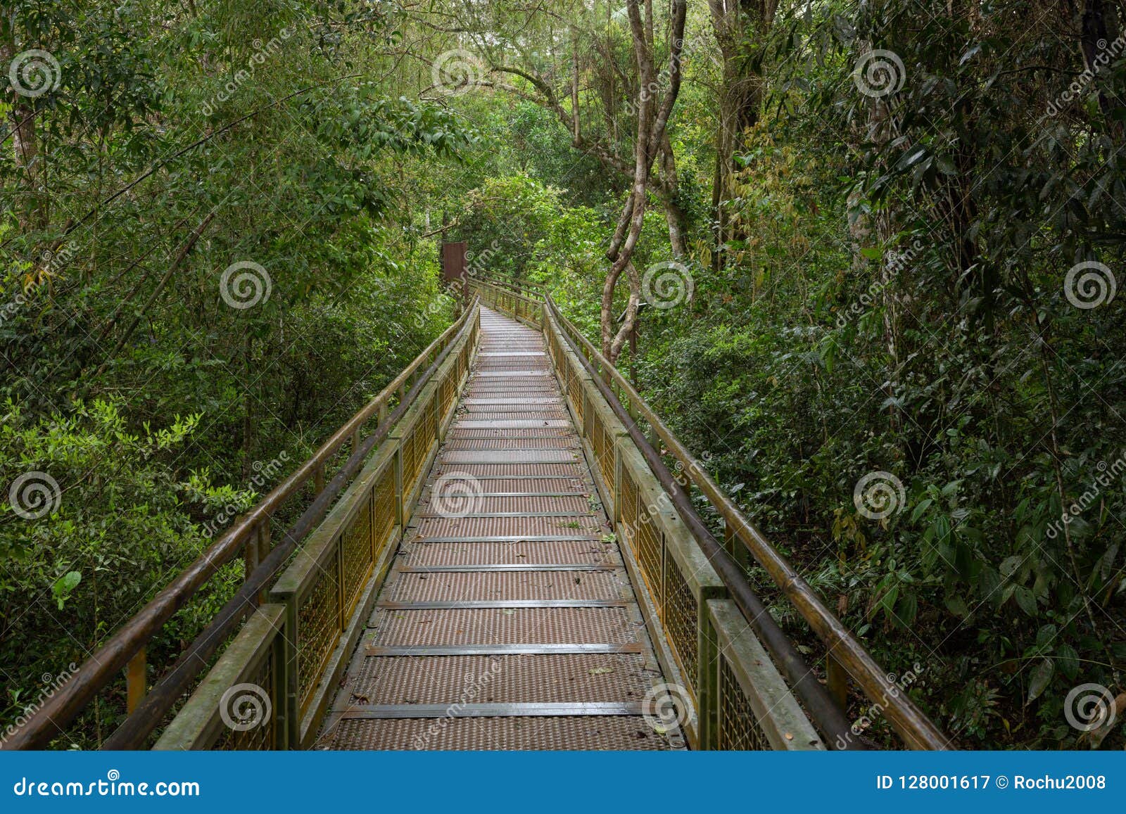 Path in the jungle stock image. Image of tourism, wooden - 128001617