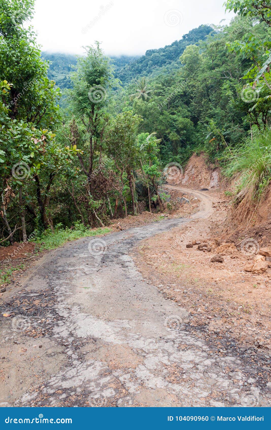 Path in the jungle stock photo. Image of vegetation - 104090960