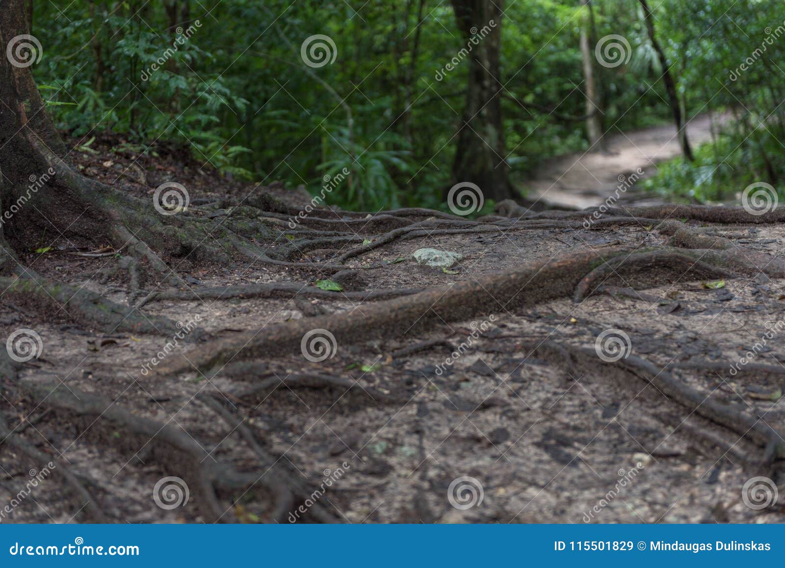 Path in the Jungle with Roots of Tree Stock Image - Image of ...