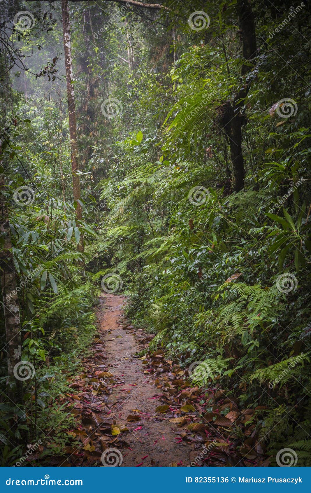 Path in the Jungle. Sinharaja Rainforest in Sri Lanka. Stock Photo ...