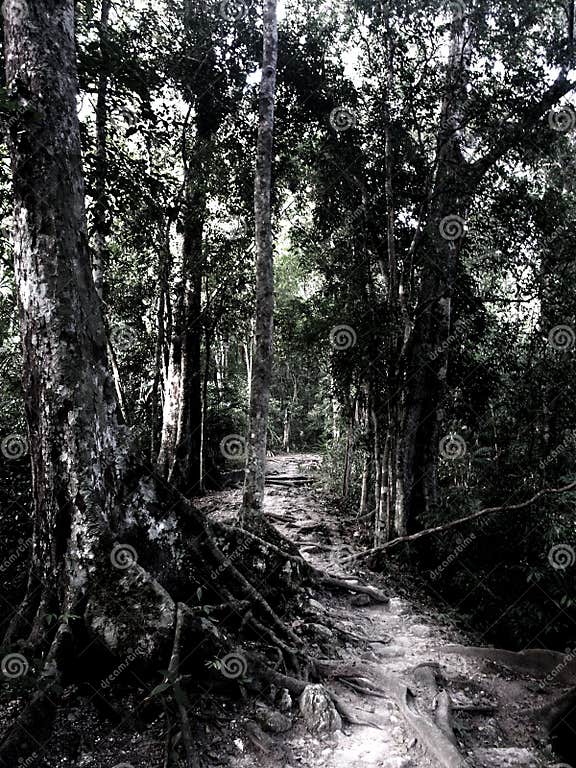 Path through jungle stock image. Image of jungle, central - 79011973