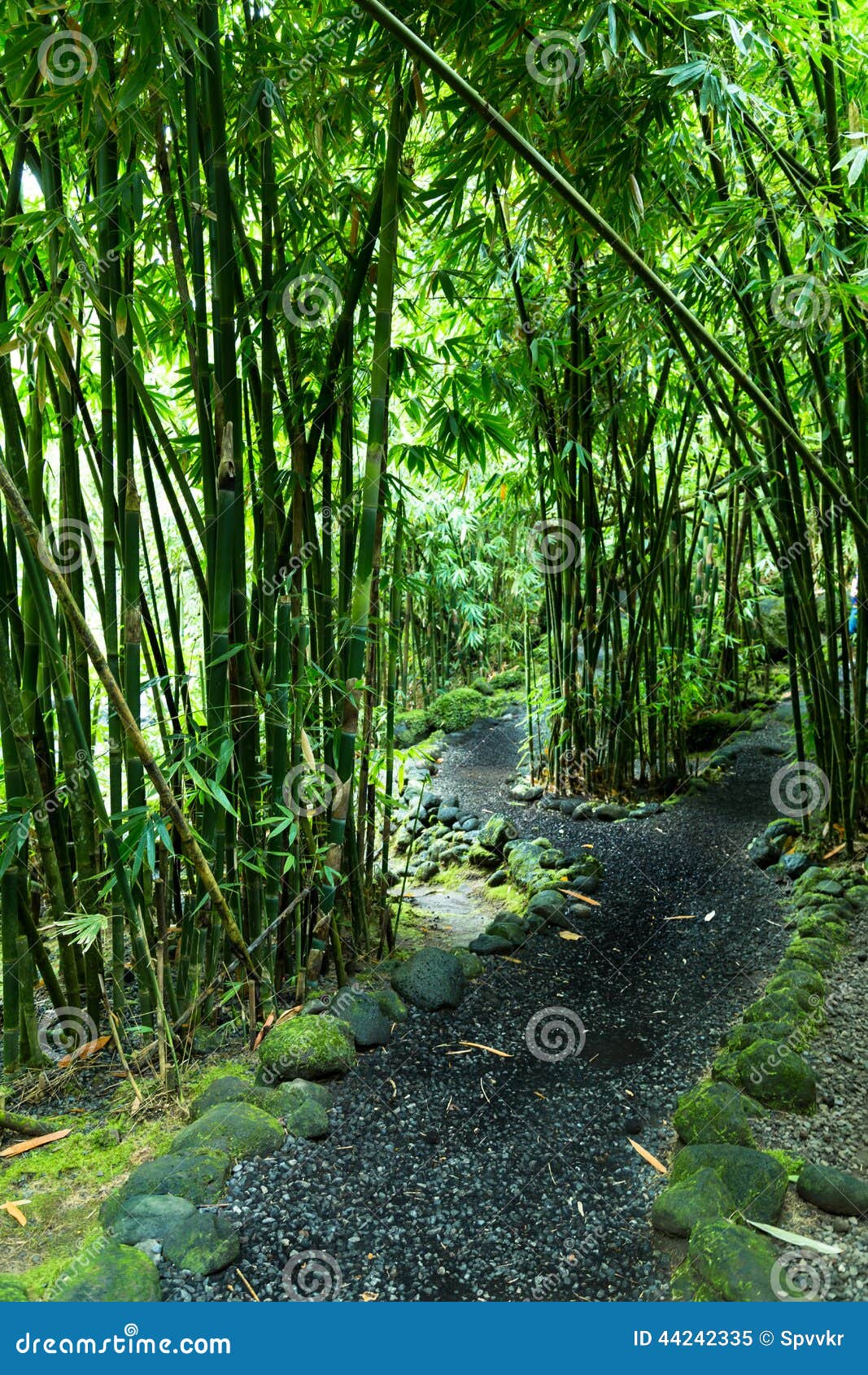 Path in the jungle stock image. Image of colorful, french - 44242335