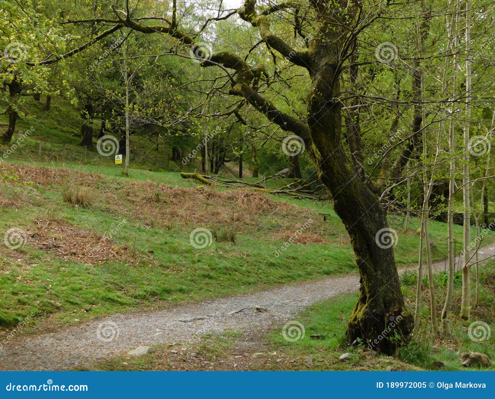 A Path in the Lake District Forest Stock Image - Image of lake, forest ...