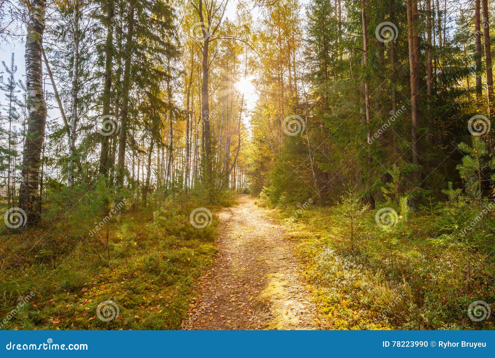 Path, Lane, Way, Pathway in Wild Autumn Forest Stock Photo - Image of ...