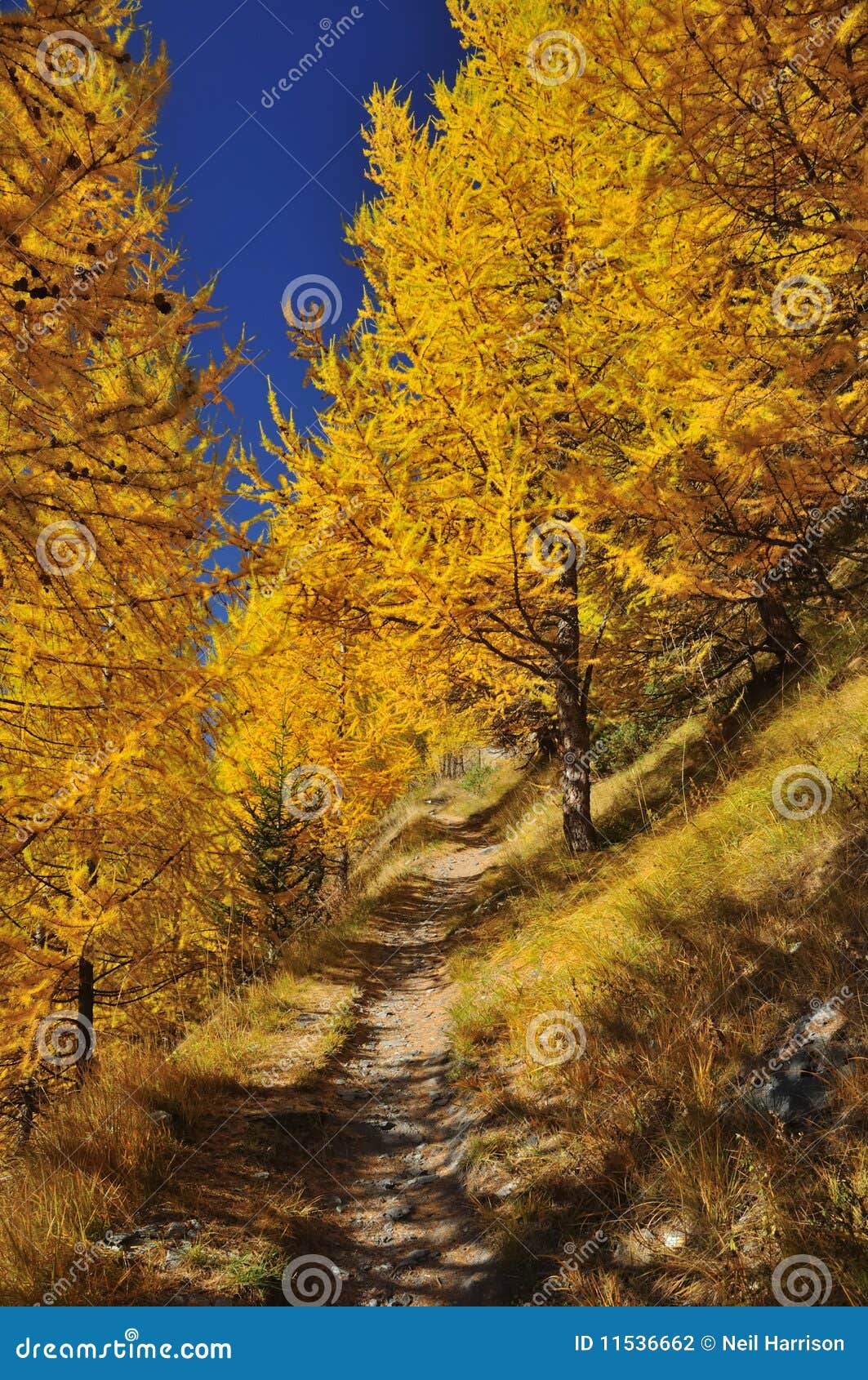 Path through Larch Wood in the Fall Stock Photo - Image of swiss ...