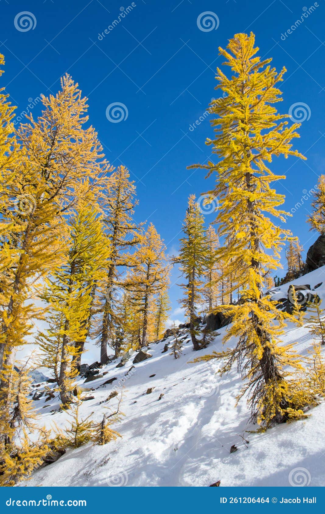 Path through the Larches in the Fall Stock Photo - Image of winter ...