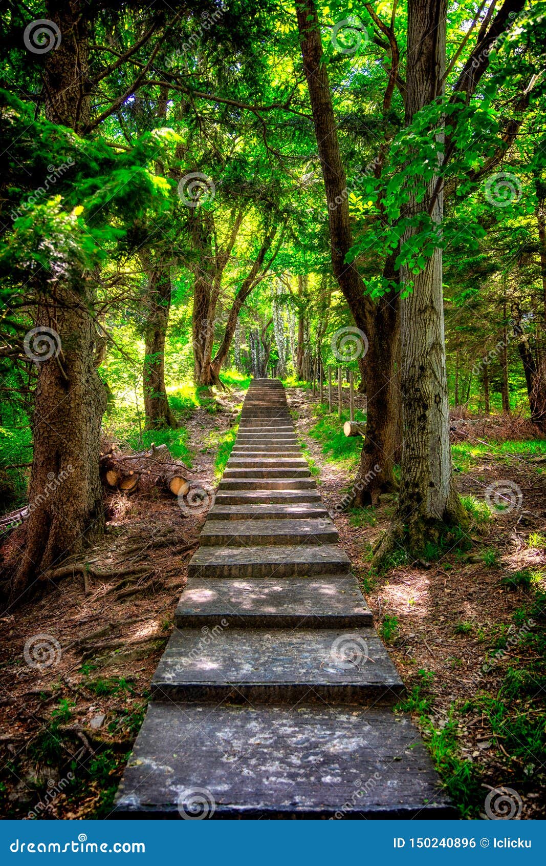 Path of Large Numbers of Steps in the Middle of a Forrest Stock Photo ...