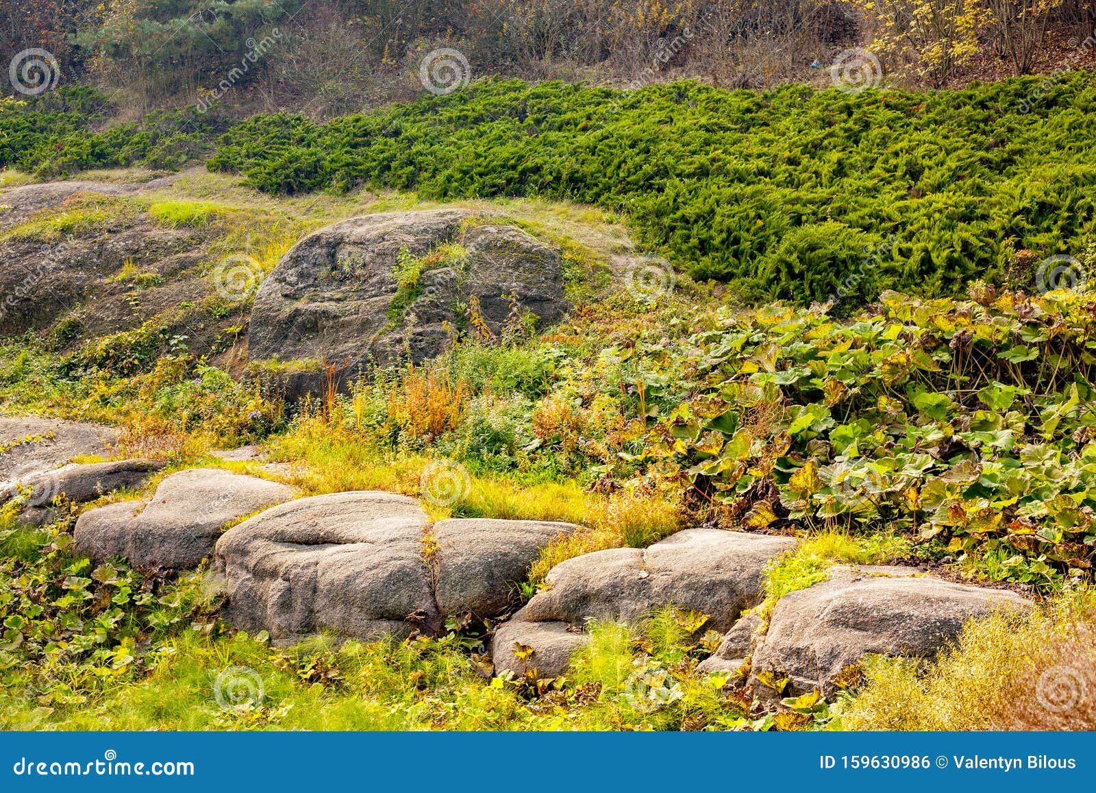The Path of the Large Stones in the Autumn Forest Stock Photo - Image ...