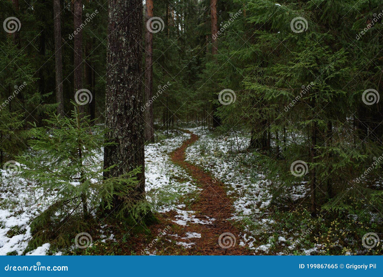A Path in the Late Autumn Forest Stock Image - Image of light, alley ...