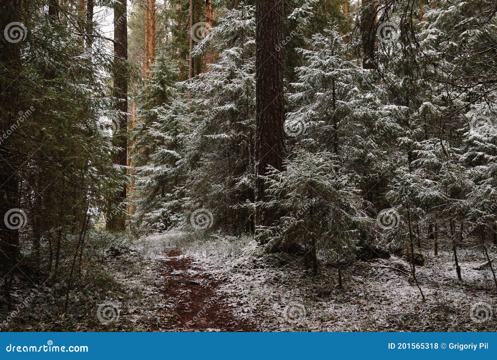 A Path in the Late Autumn Forest Stock Photo - Image of green, magic ...