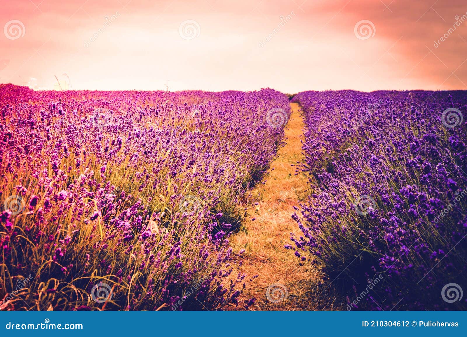 Path in Lavender Field at Sunset Stock Photo - Image of horizontal ...
