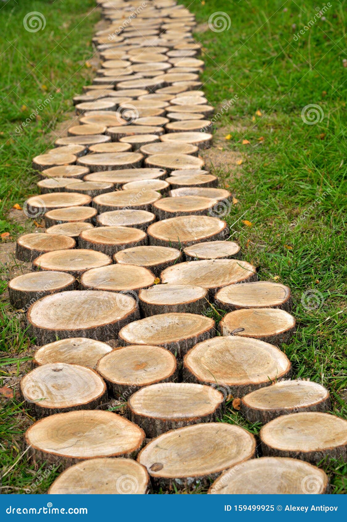 Path in Lawn from Oak Tree Slices Stock Image - Image of decoration ...