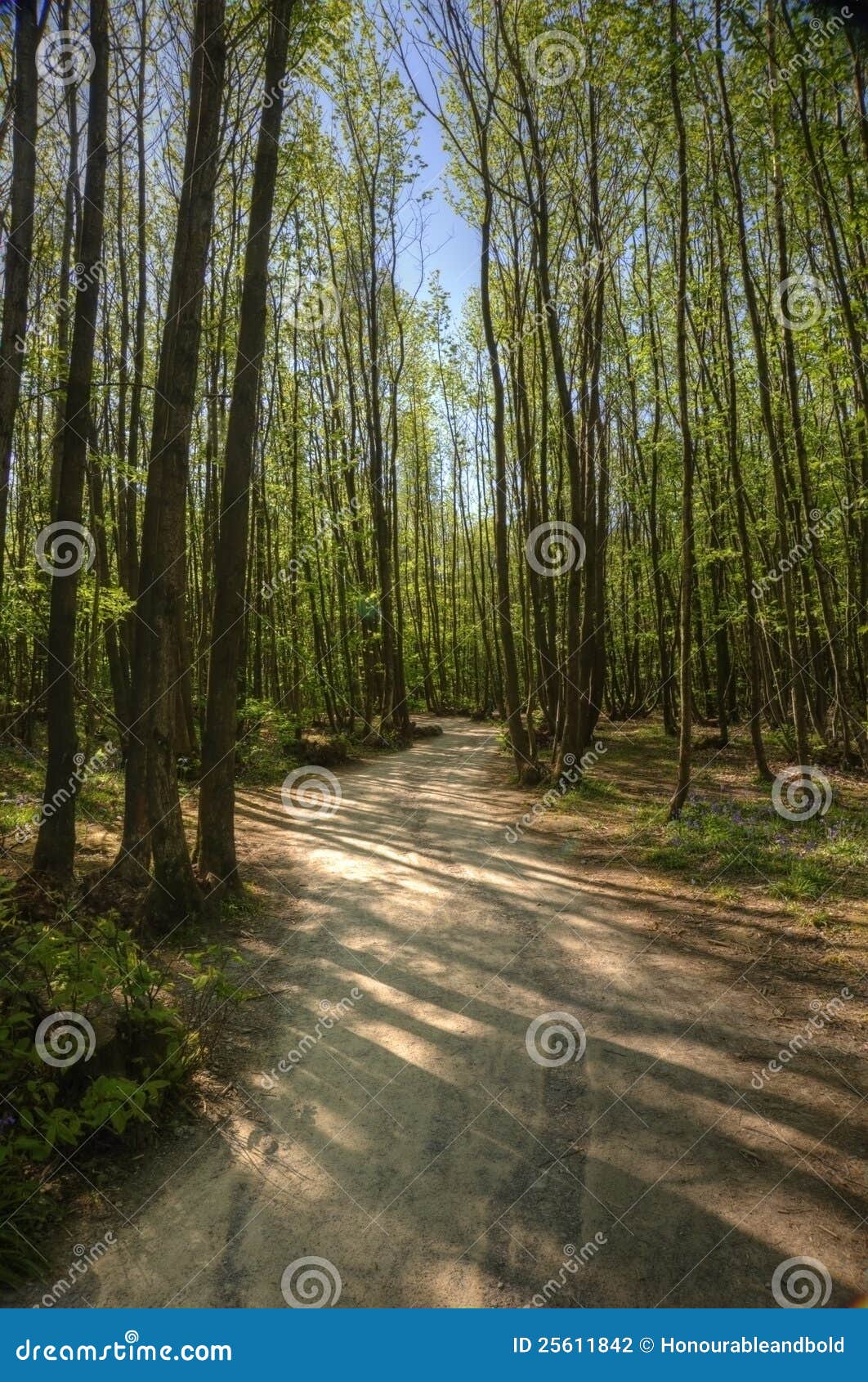 Path Leading through Beech Tree Forest Stock Photo - Image of foliage ...