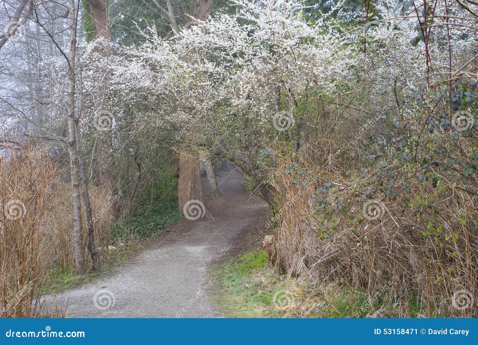 Path Leading through Flowering Bushes Stock Image - Image of path ...