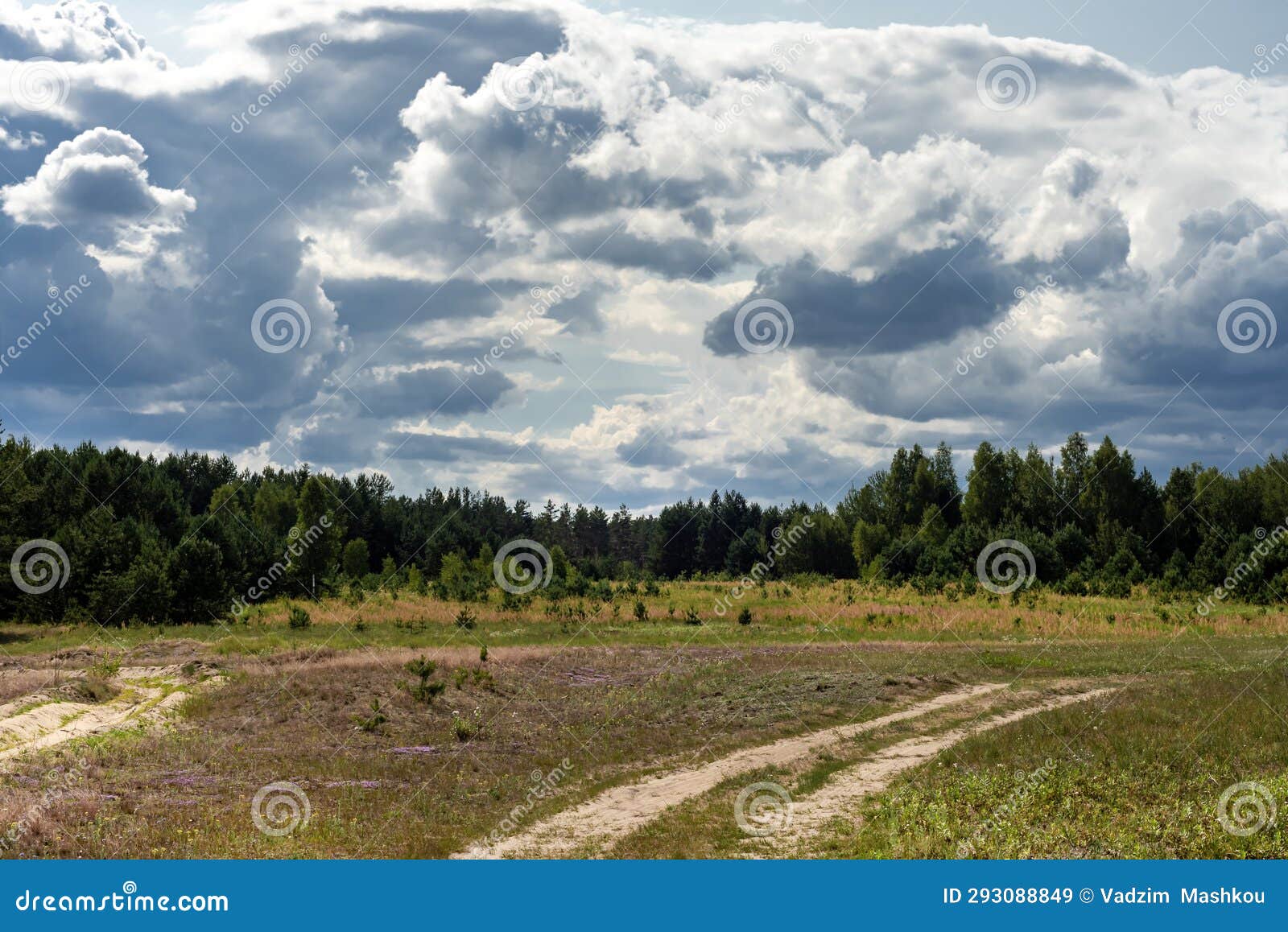 A Path Leading into a Coniferous Forest. Forest Landscape with Rainy ...