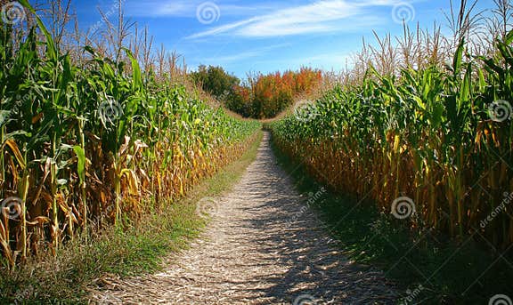 Path Leading through Cornfield, Tall Stalks Stock Image - Image of food ...