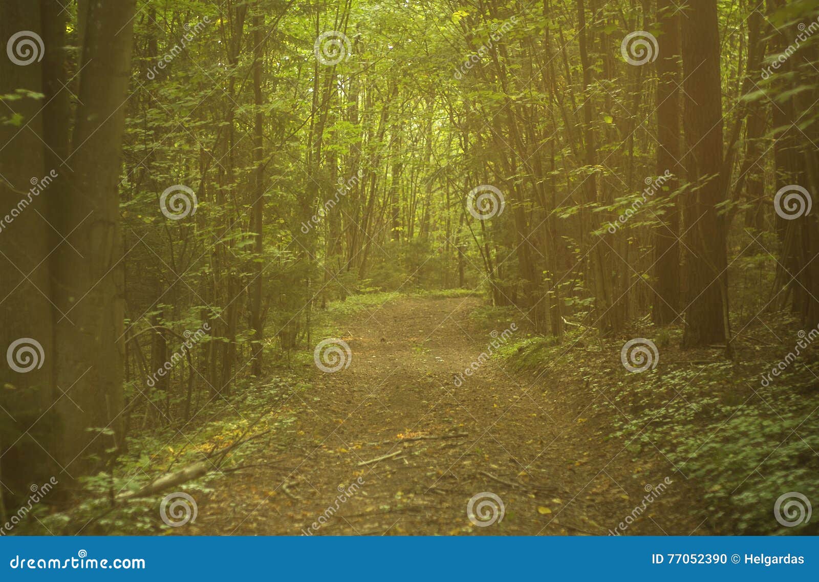 Path Leading through the Dark Forest Stock Photo - Image of transport ...