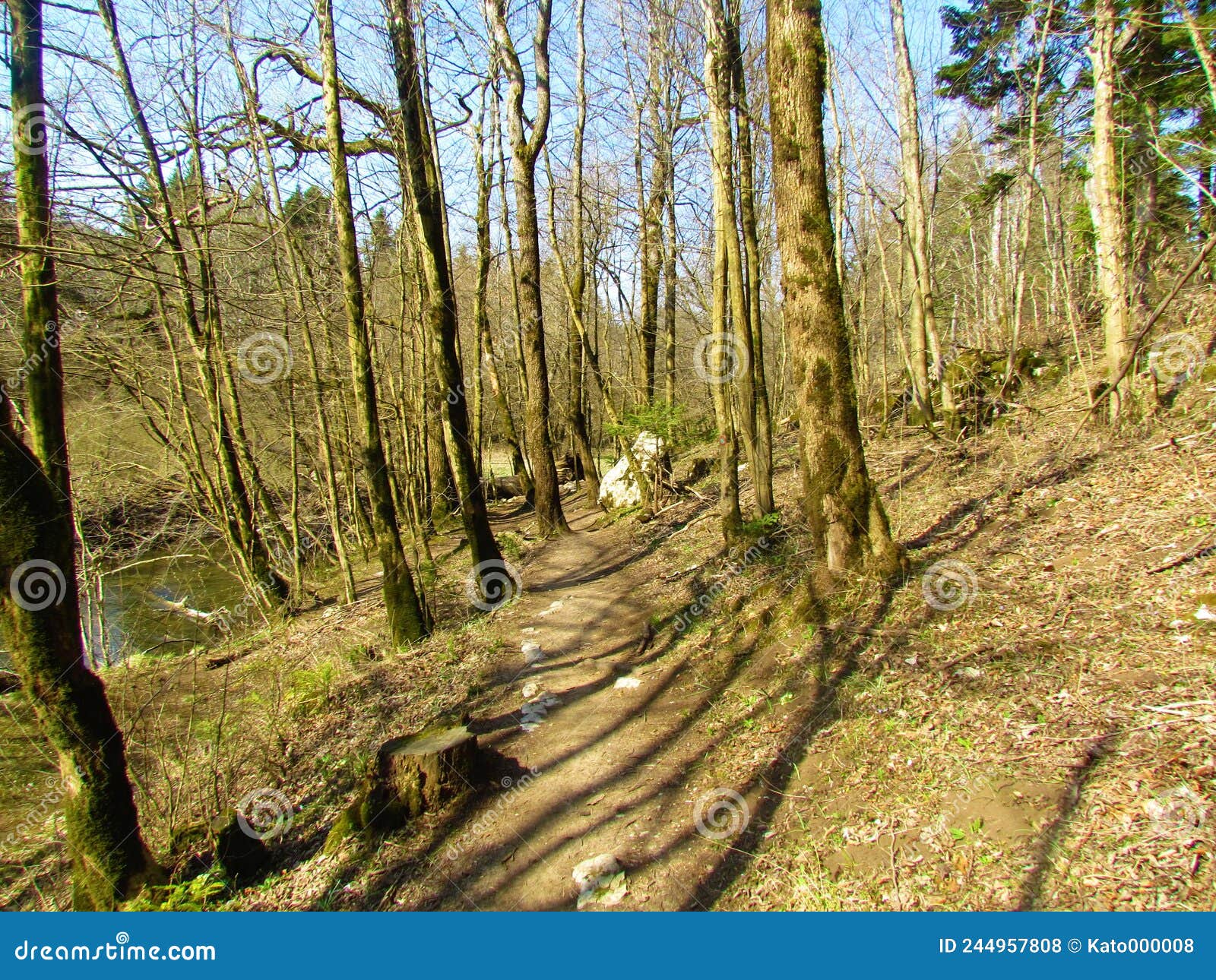 Path Leading through a Deciduous Forest with Oak Trees Stock Photo ...