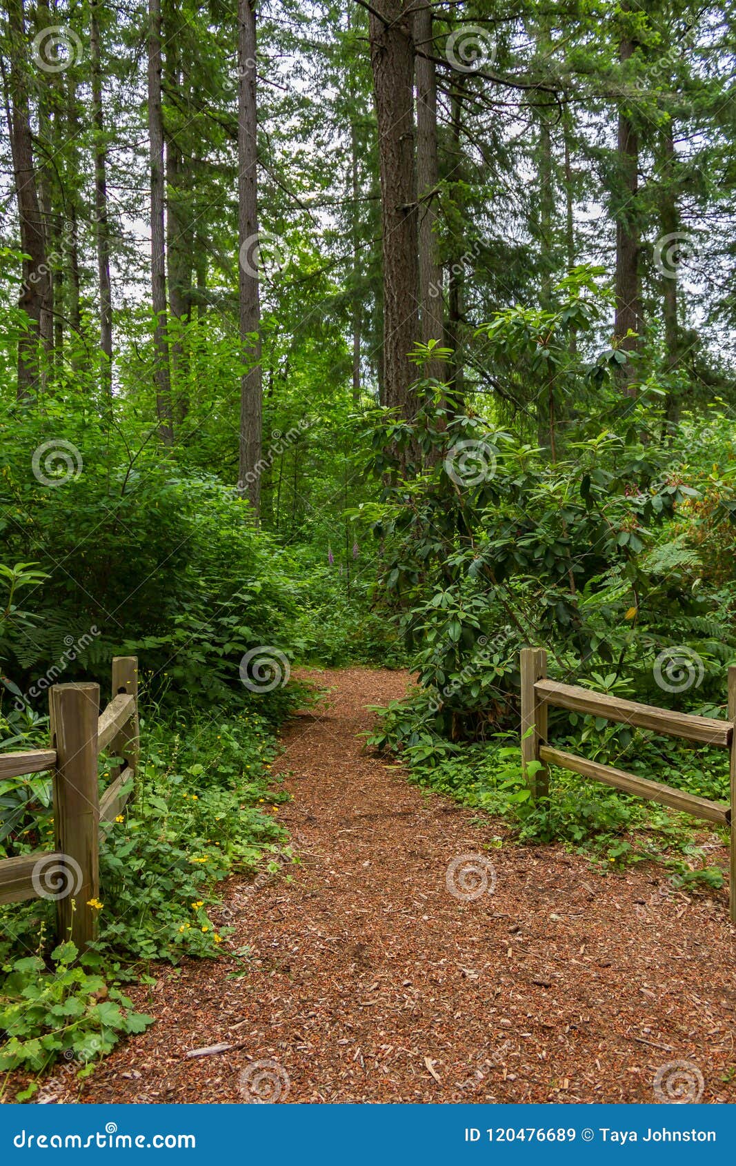 Dirt Path Leading through Forest Stock Image - Image of light ...