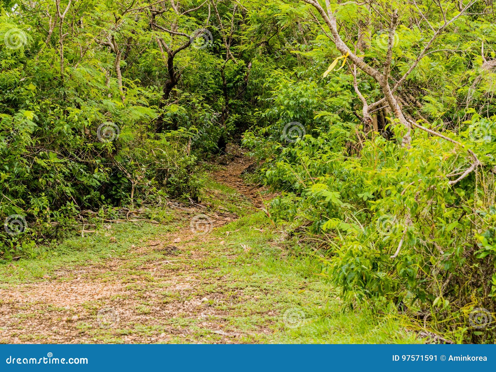 Path Leading into Dense Jungle Stock Image - Image of roots, woods ...
