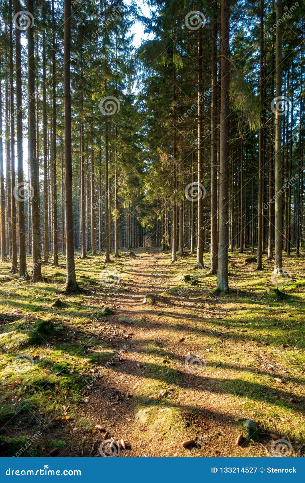 Path in fir-tree forest stock image. Image of travel - 133214527