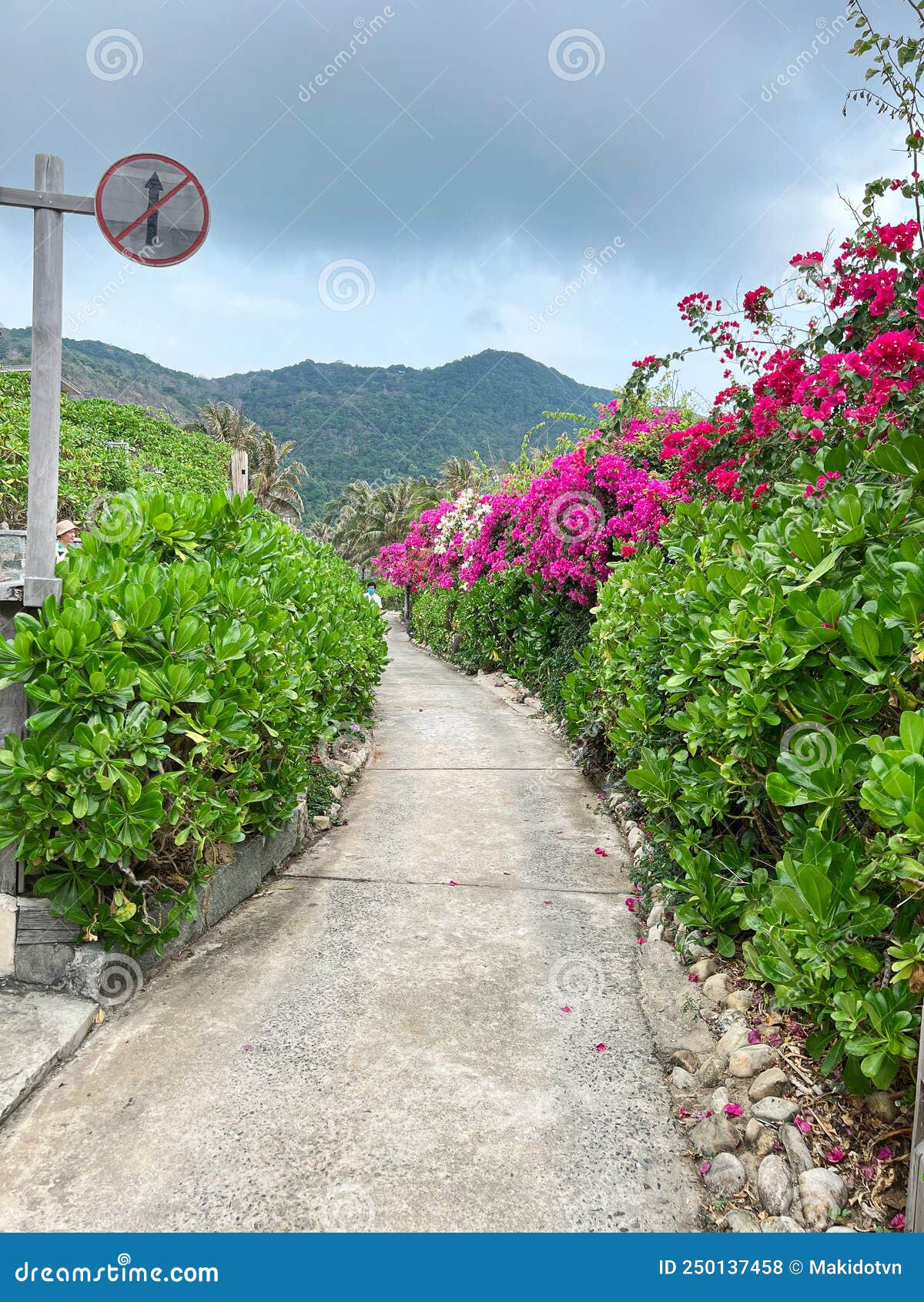 Path Leading through a Flower Garden Stock Photo - Image of town ...
