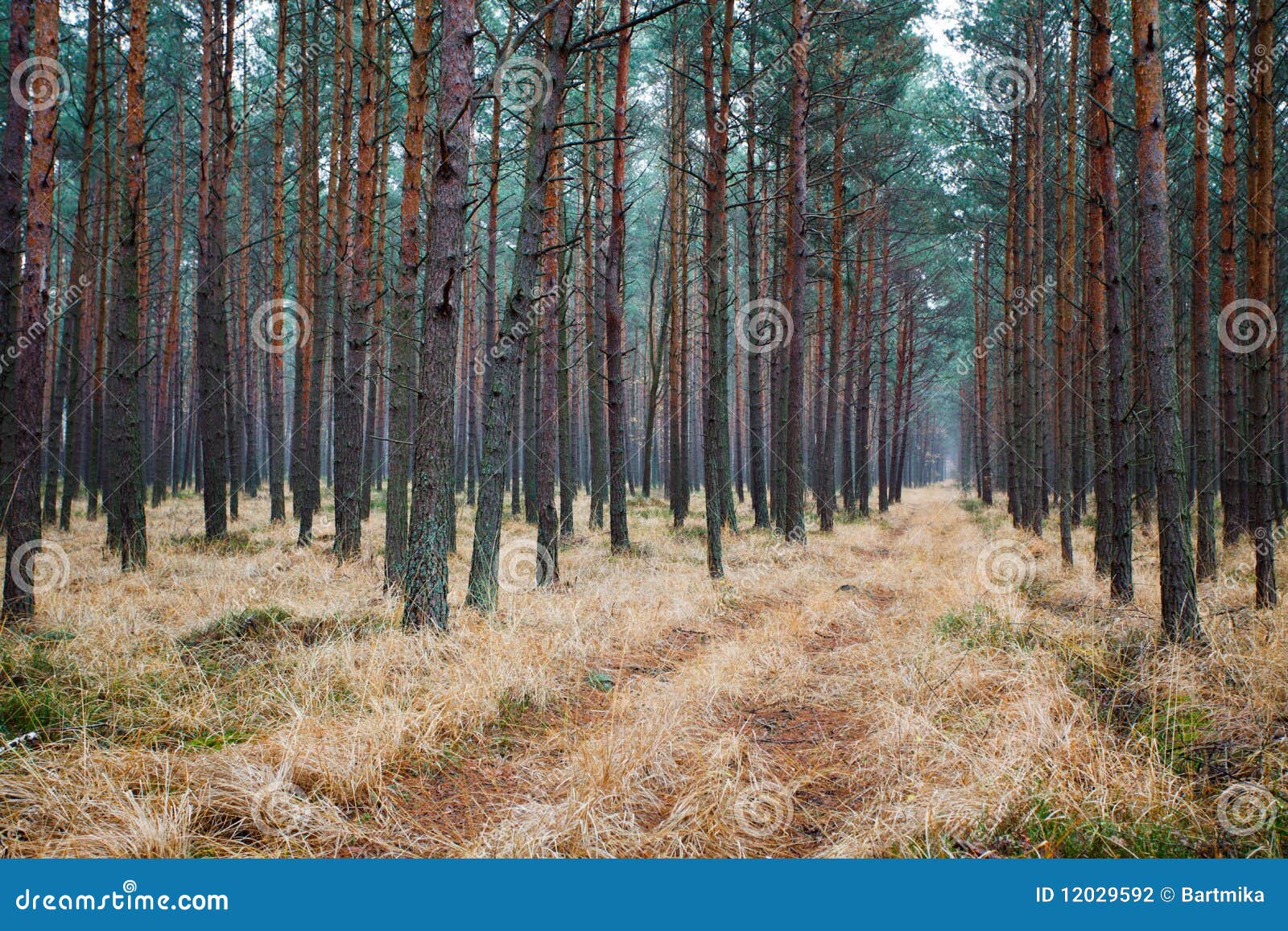 Path Leading through the Forest Stock Photo - Image of park, landscape ...