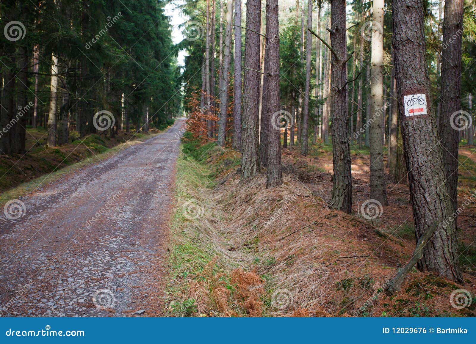 Path Leading through the Forest Stock Photo - Image of quiet, forest ...
