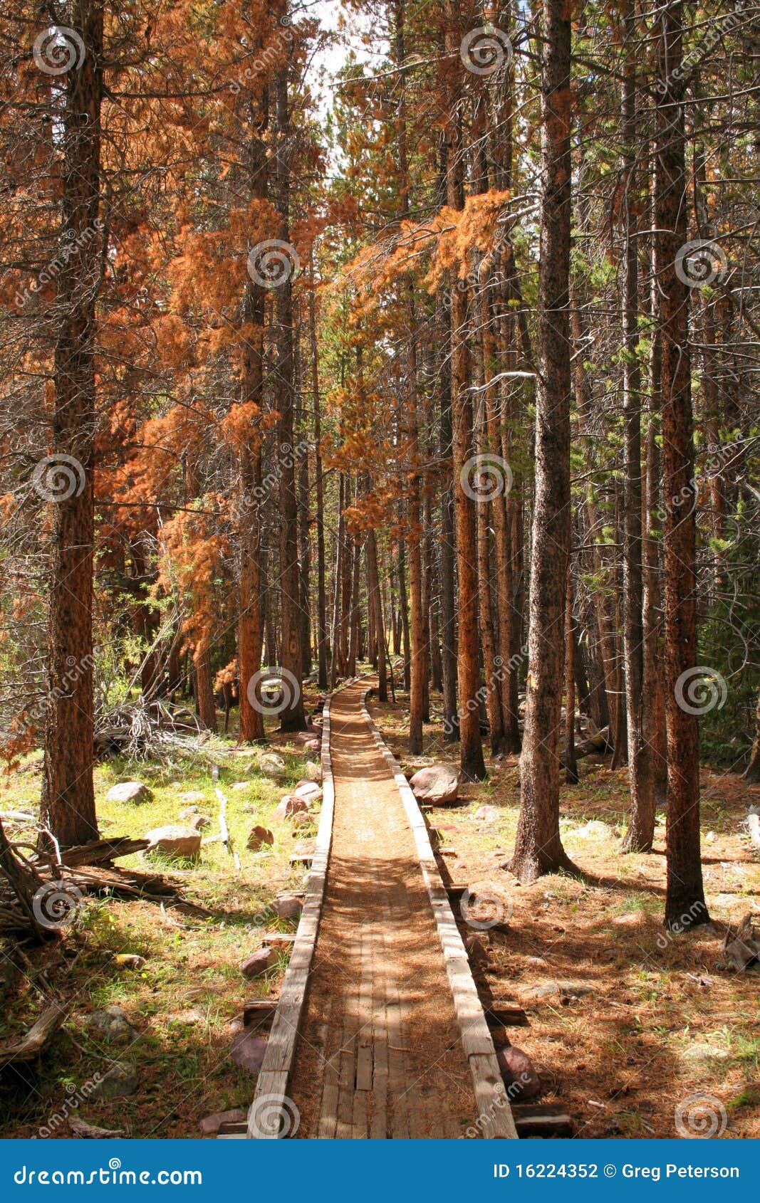 Path Leading through a Forest of Dead Pine Trees Stock Photo - Image of ...