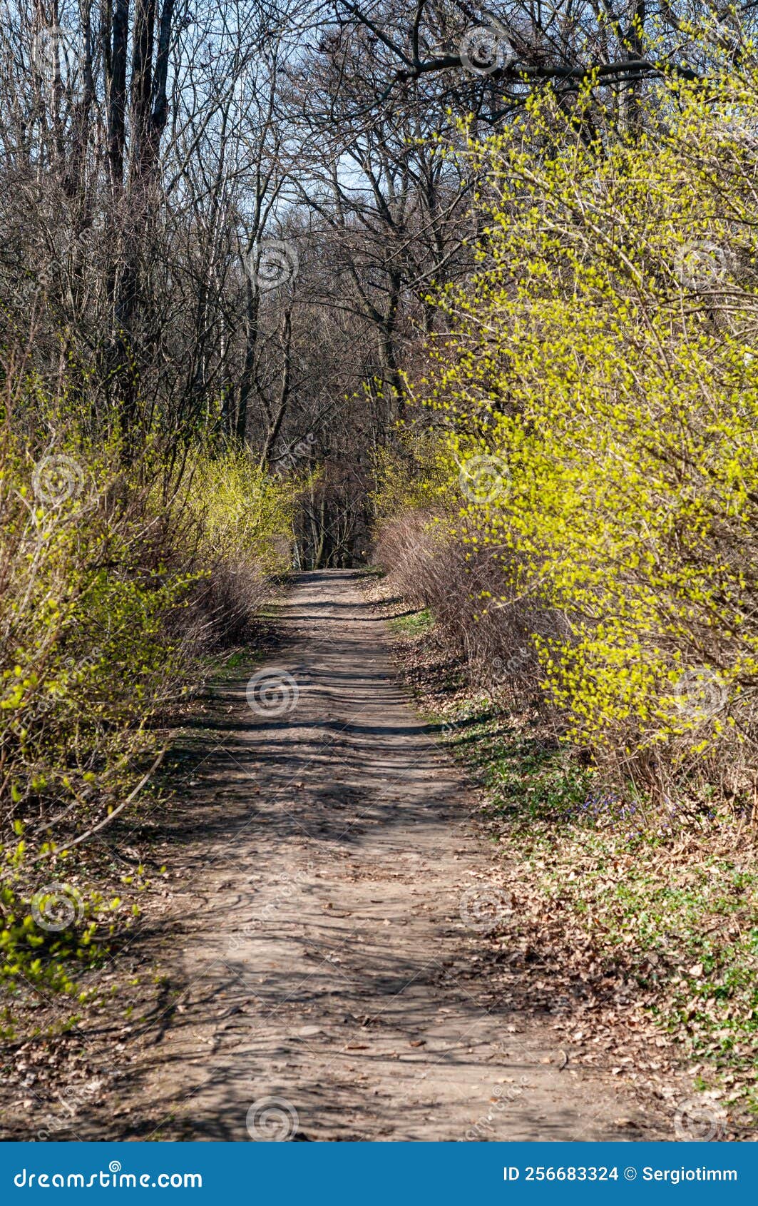 Path Leading through Forest, Dense Shrub with Small Green Leaves Stock ...