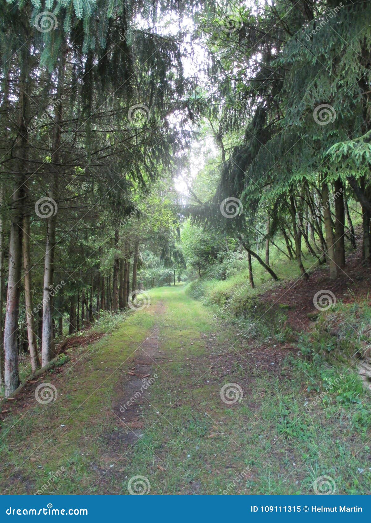 Forest Path Enclosed by Pines Stock Image - Image of green, tree: 109111315