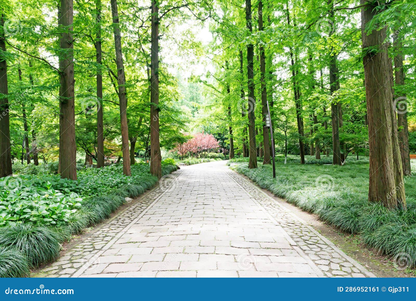 Path Leading through Forest Stock Image - Image of flora, forest: 286952161