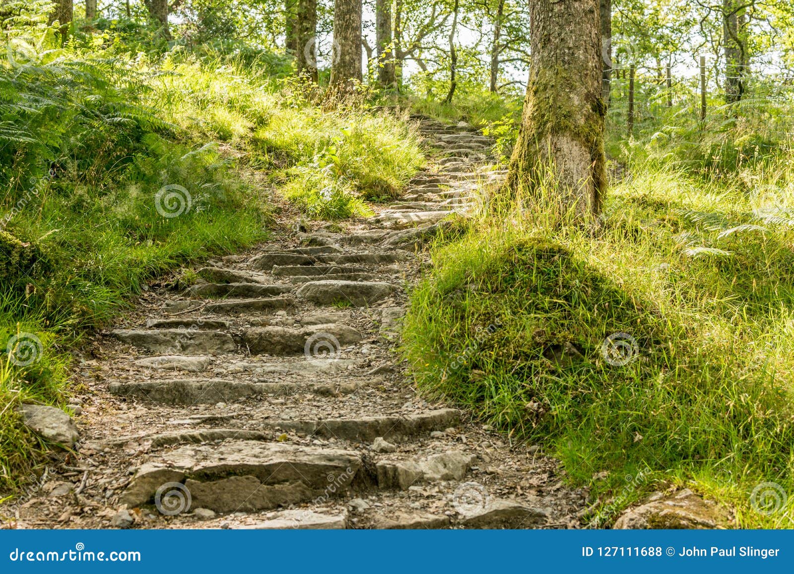 A Path Leading through a Forest Uphill. Stock Photo - Image of ... A Path Leading through a Forest Uphill. Stock Photo - Image of ...