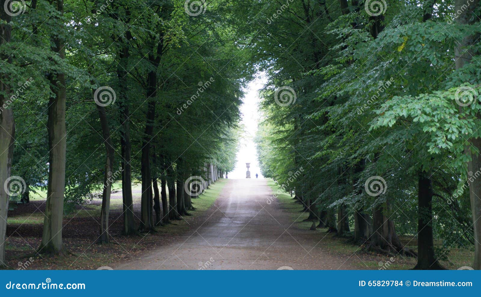 Path Leading into forest stock photo. Image of path, large - 65829784