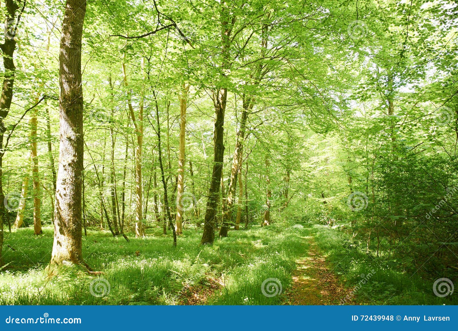 Path Leading through the Fresh Beech Forest Stock Photo - Image of ...