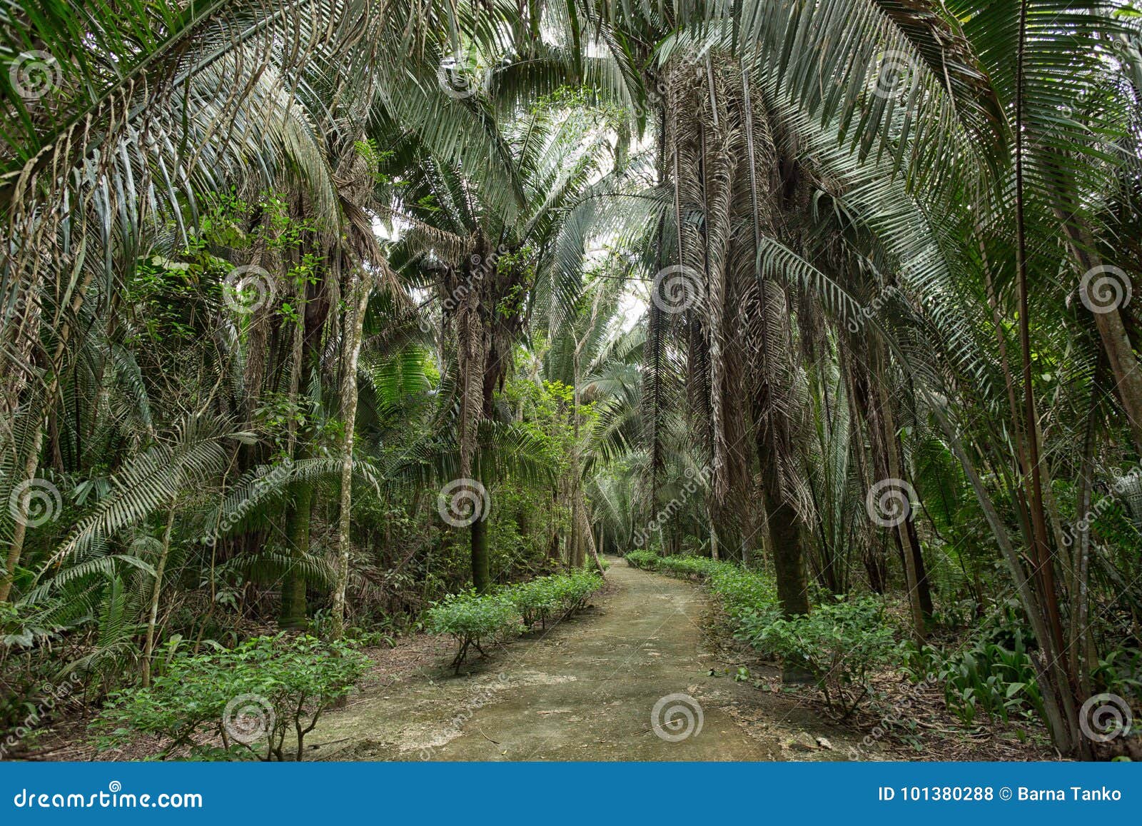 Path Leading through the Jungle Stock Photo - Image of jungle, mexico ...