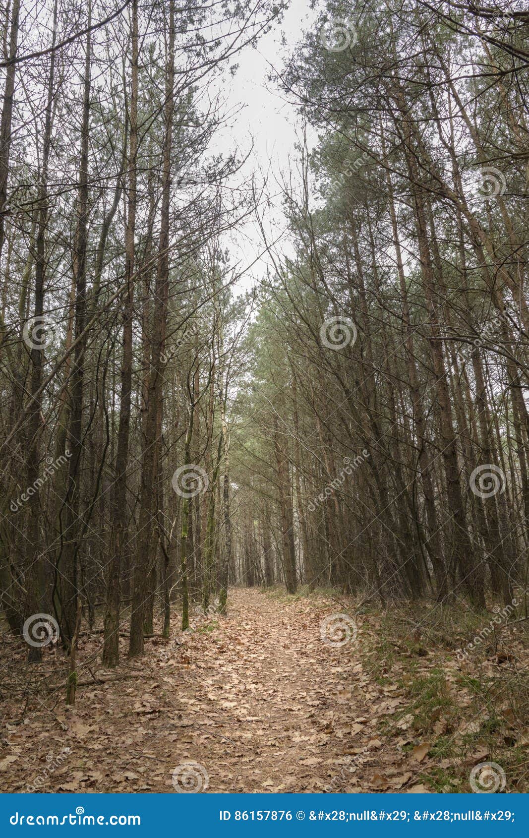 Path Leading through Pine Forest Giving Alone and Dark Feel Landscape ...